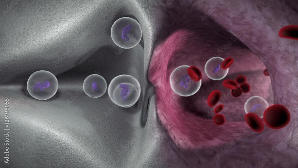 3d animation showing Neutrophils leaving the bone marrow and entering ...