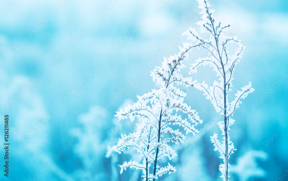 Frozen winter meadow close up - nature details Stock Photo | Adobe Stock