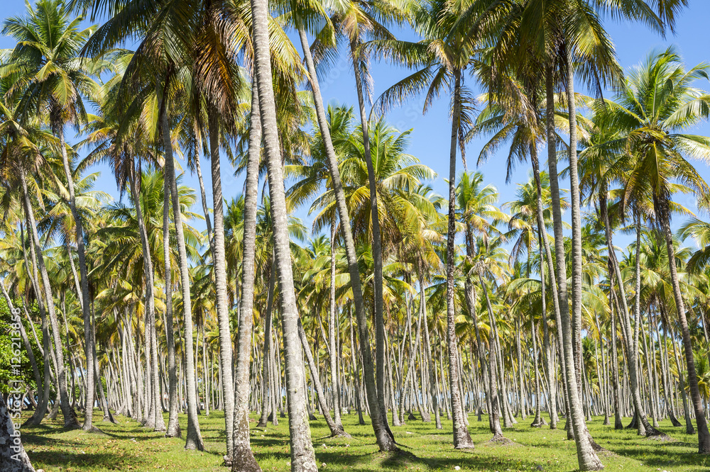 Bright grove of tall palm trees in a plantation on the Coconut Coast in ...