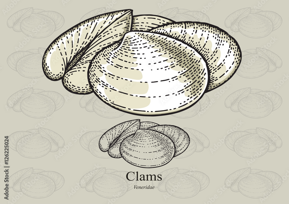 Clams. Vector illustration for artwork in small sizes. Suitable for ...
