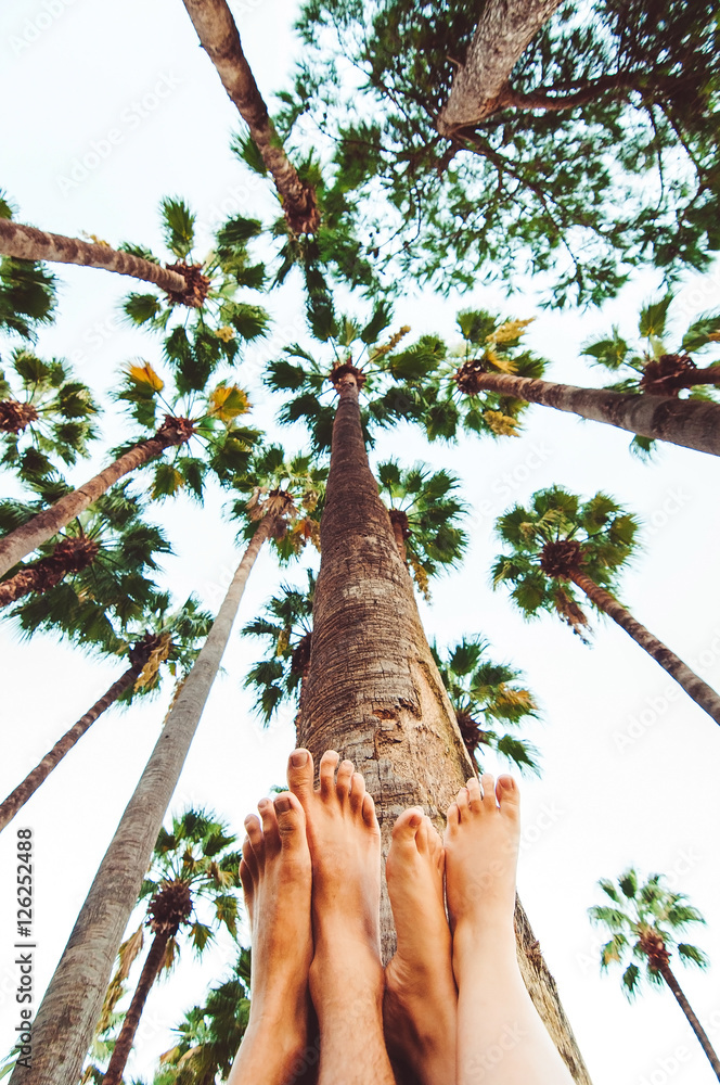 A view of palm trees from the ground opposite the sky with two pair of ...