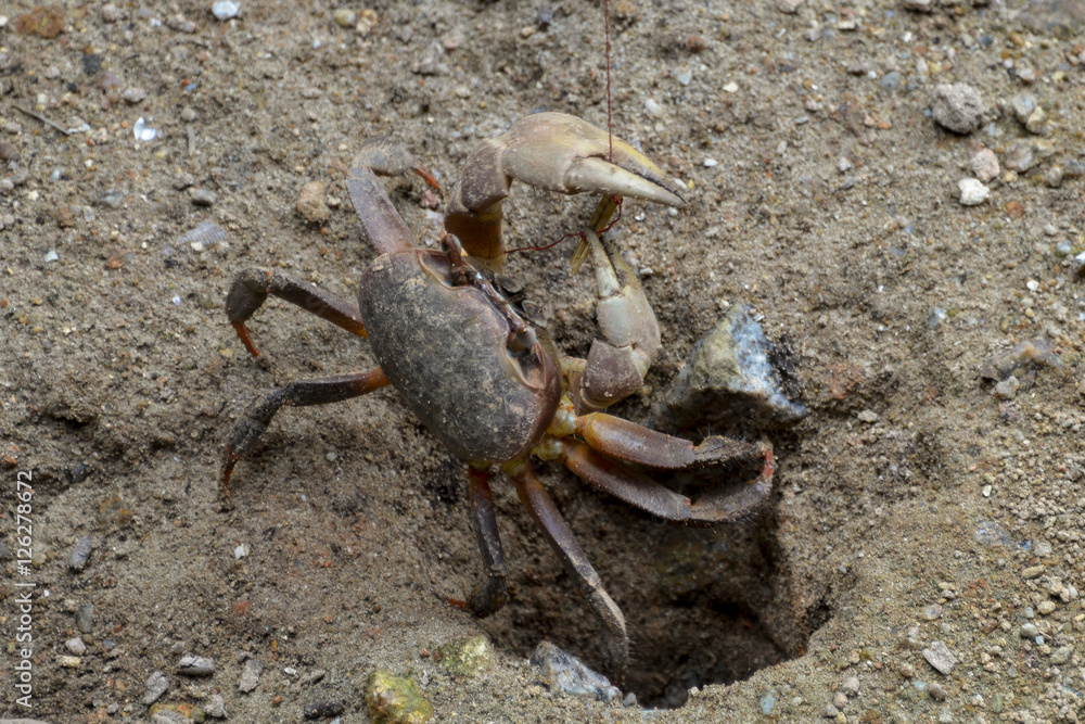 Crabe d'eau douce, Sesarma impressum, Iles Seychelles Stock Photo ...