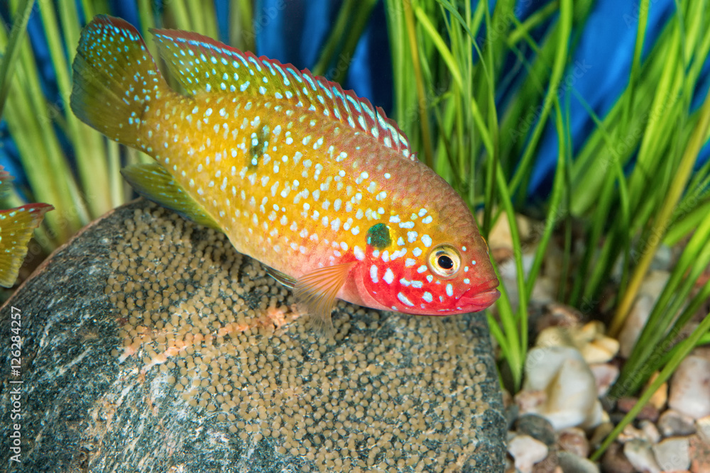Portrait of cichlid fish (Hemichromis sp.) in aquarium Stock Photo ...