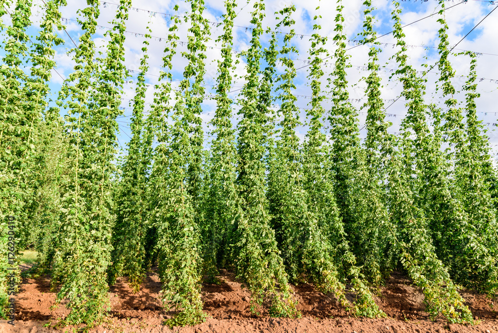 Feld mit Hopfen - Humulus - Anbau Stock-Foto | Adobe Stock
