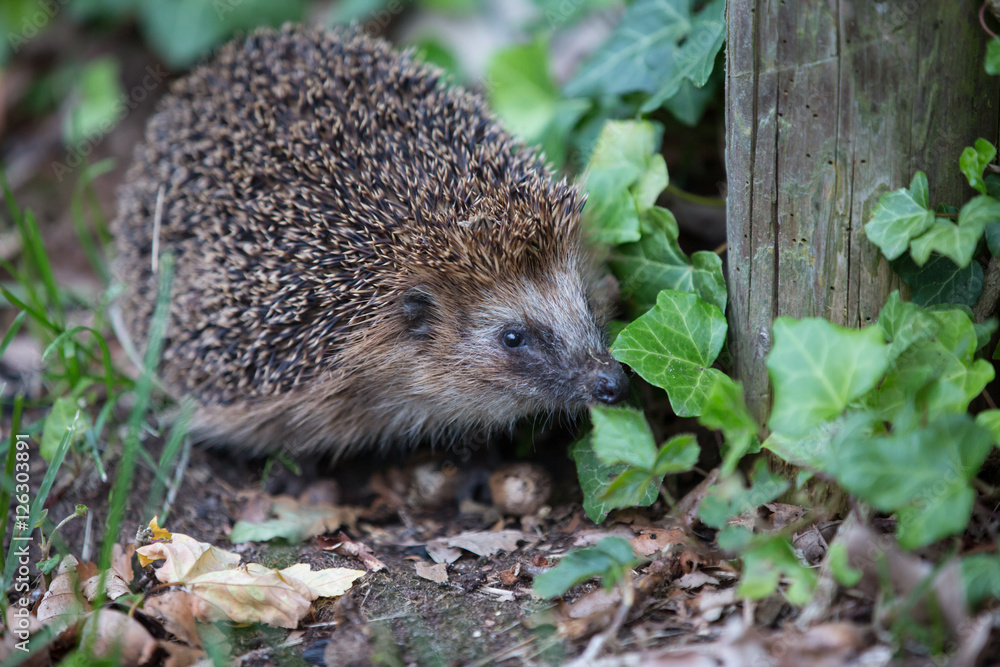 Igel Stock Photo | Adobe Stock