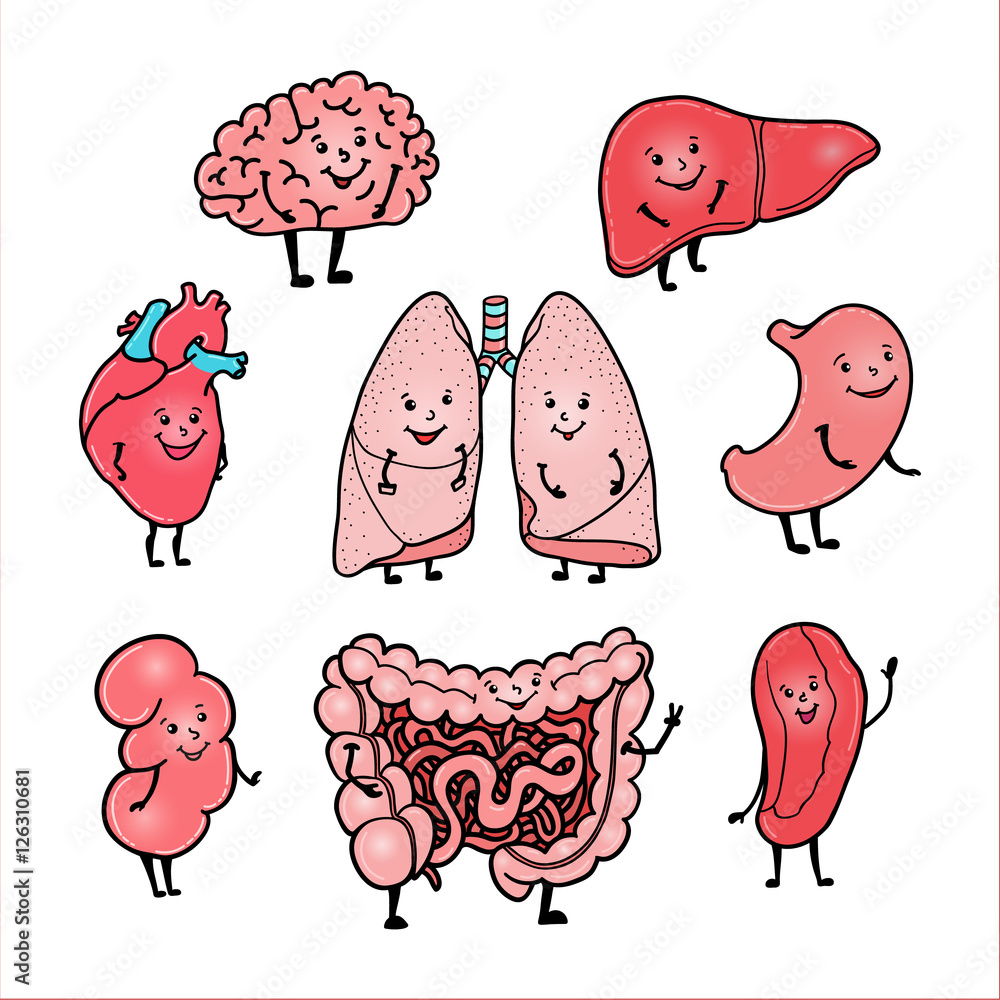 Nroer File Image Position Of Kidneys In Human