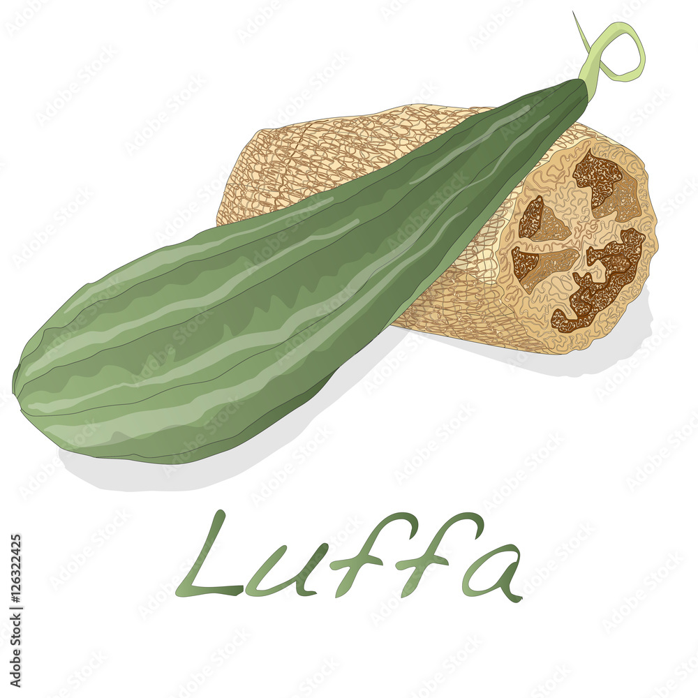 Angled luffa fruits vector Stock Vector | Adobe Stock