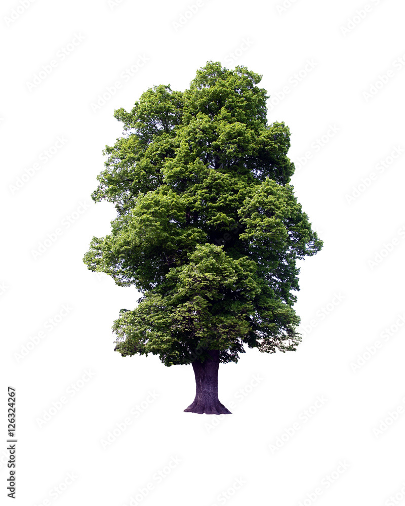 Oak tree over white background Stock Photo | Adobe Stock