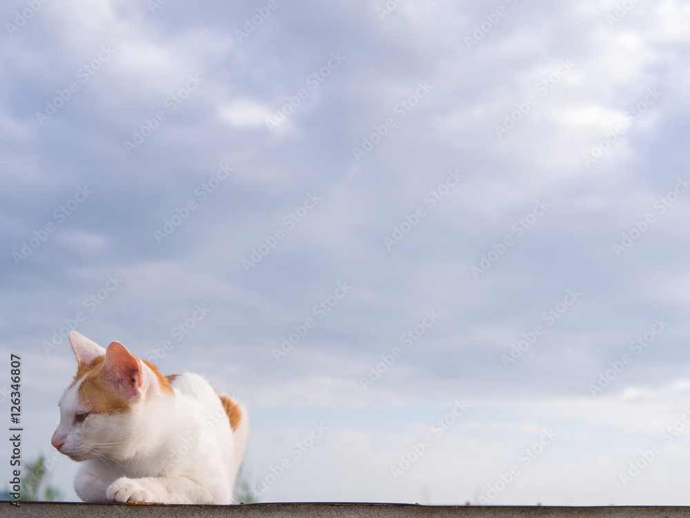 Cat sitting on the roof and blue sky background Stock Photo | Adobe Stock