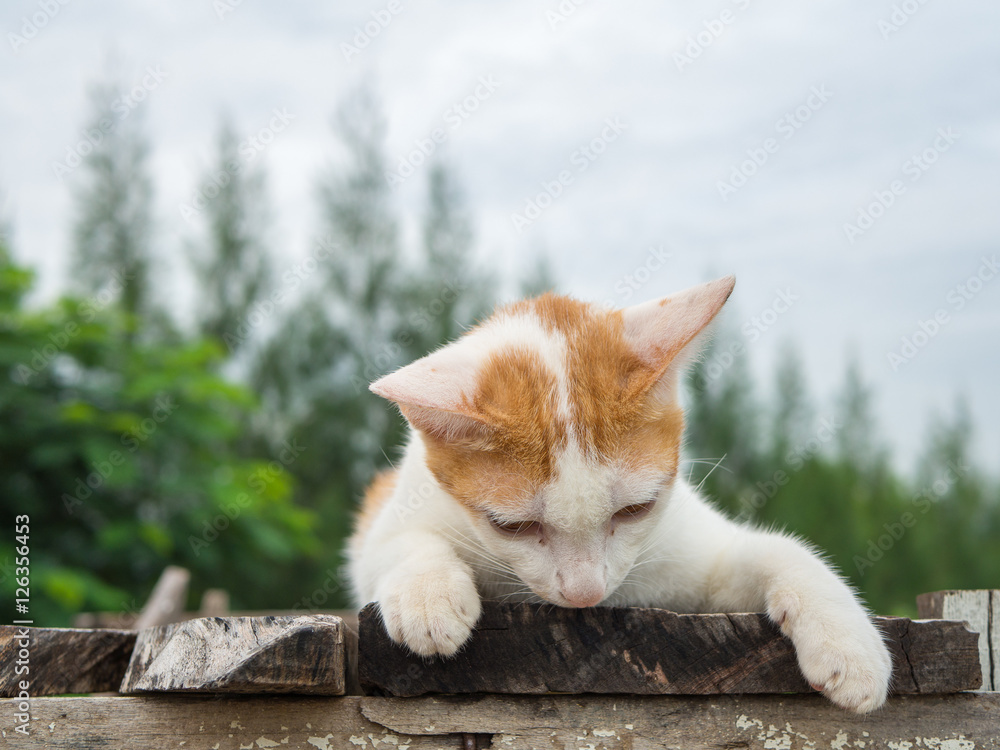 Cat in the outdoor Stock Photo | Adobe Stock