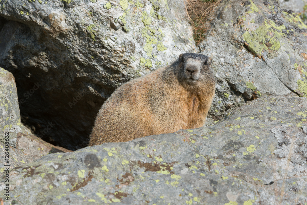 Marmotta Alpina