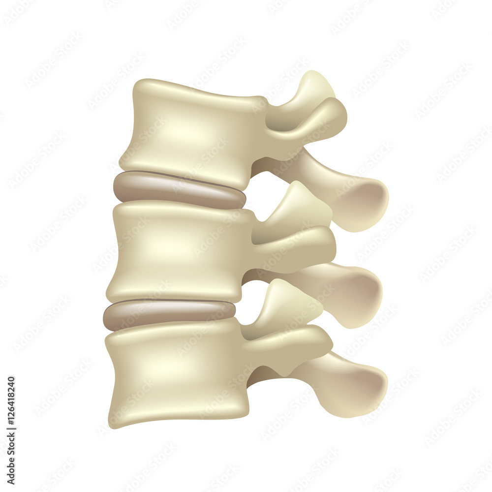 Lumbar spine isolated on white vector Stock Vector | Adobe Stock