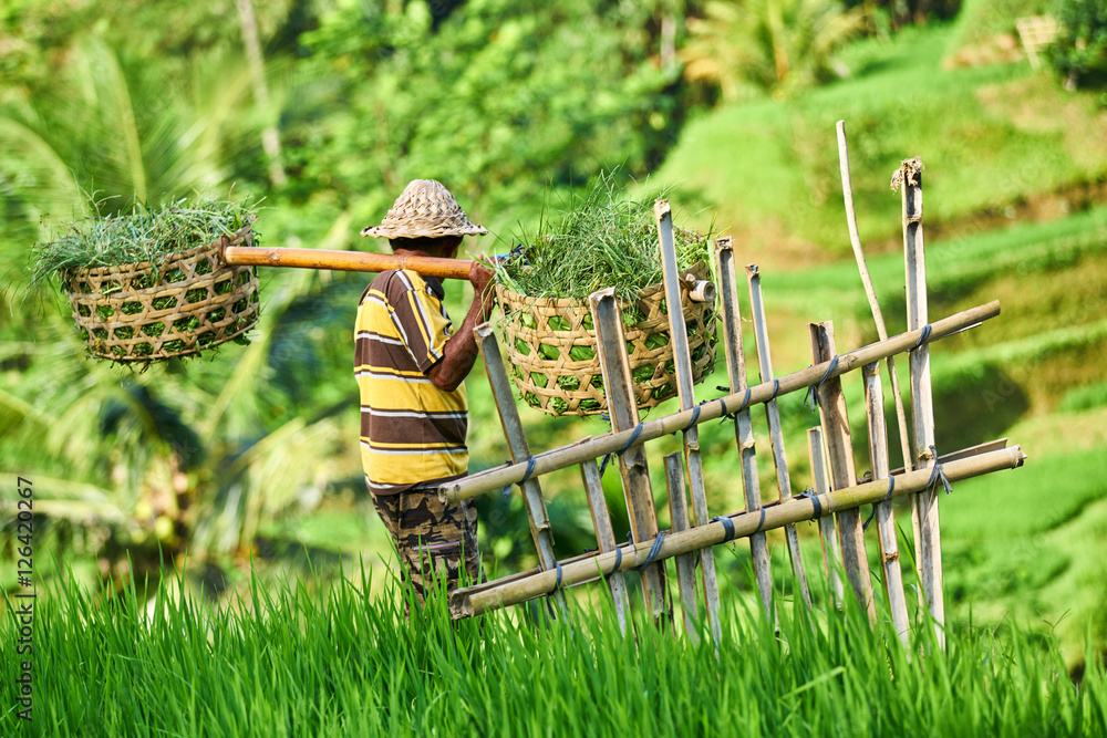 Rice farmer Stock Photo | Adobe Stock