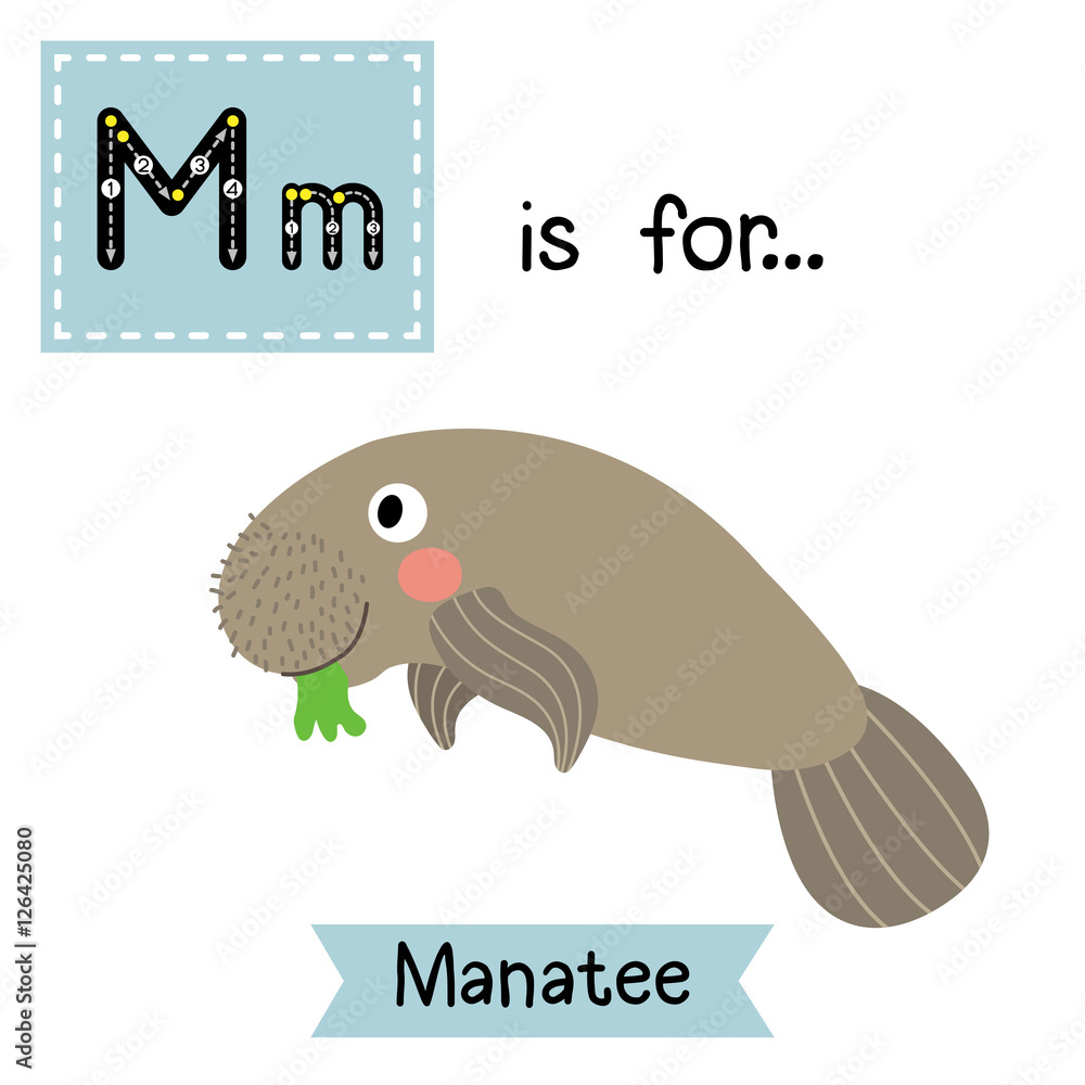 M letter tracing. Manatee. Cute children zoo alphabet flash card. Funny ...