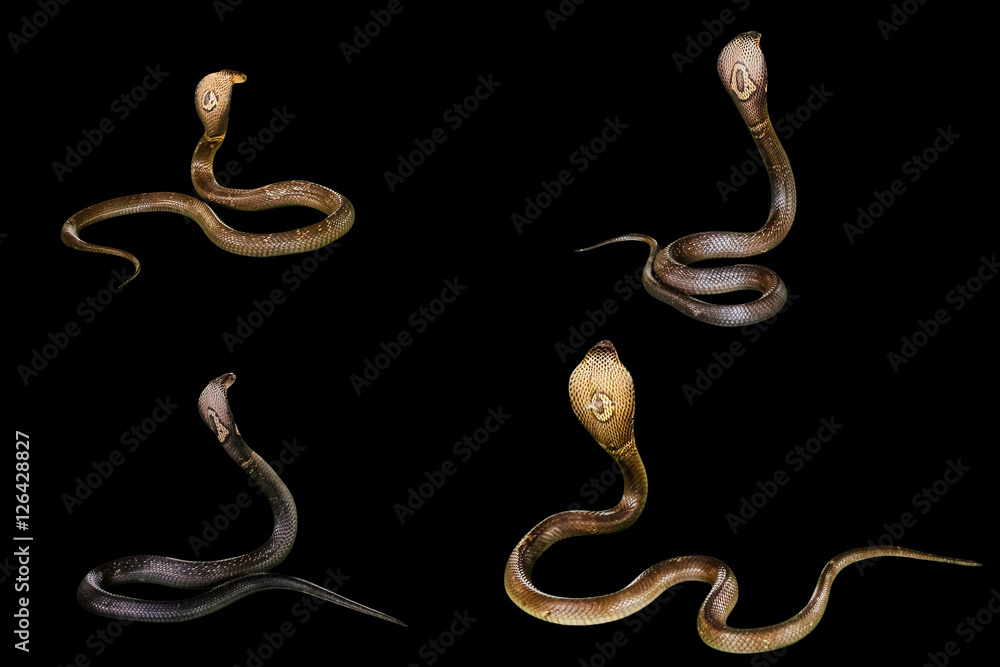Black King Cobra Snakes