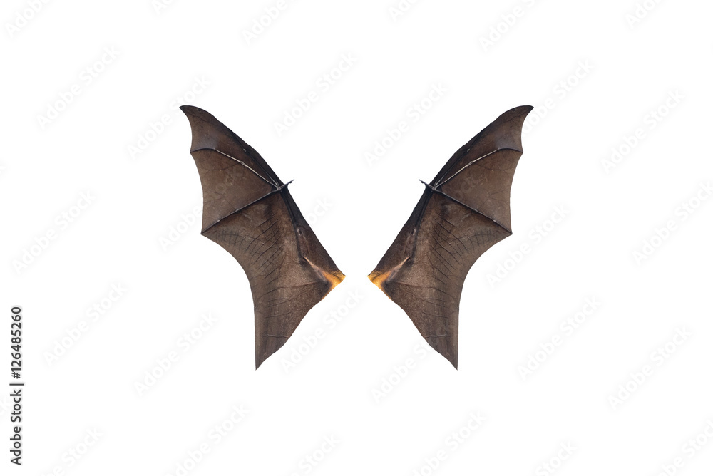 Bat wings isolated on white background Stock Photo | Adobe Stock