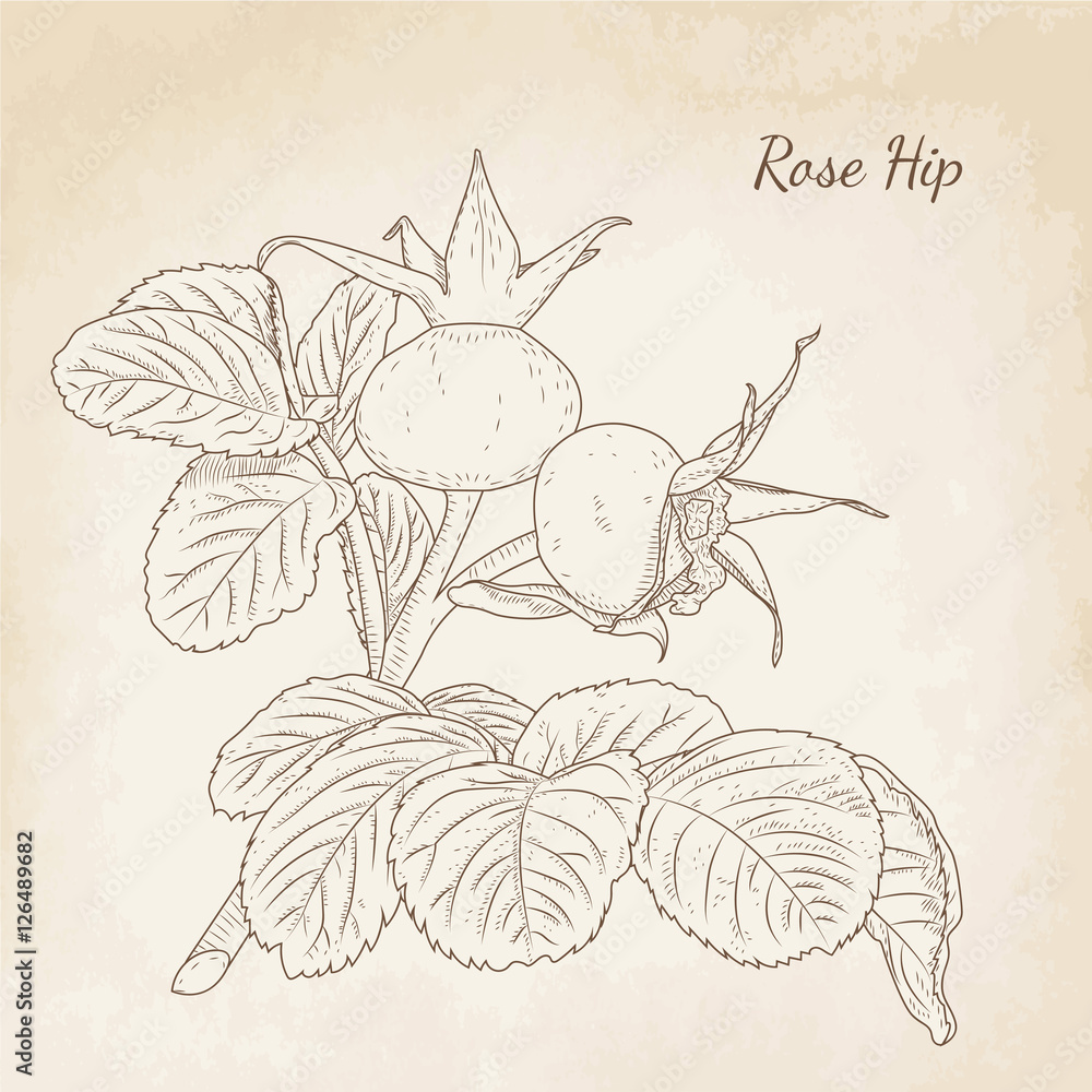 Rose hip plant with ripe berries and leaves. Isolated closeup macro ...