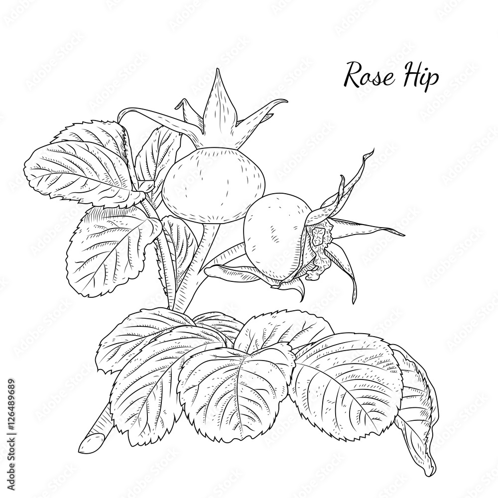 Wild Rose Bush Drawing
