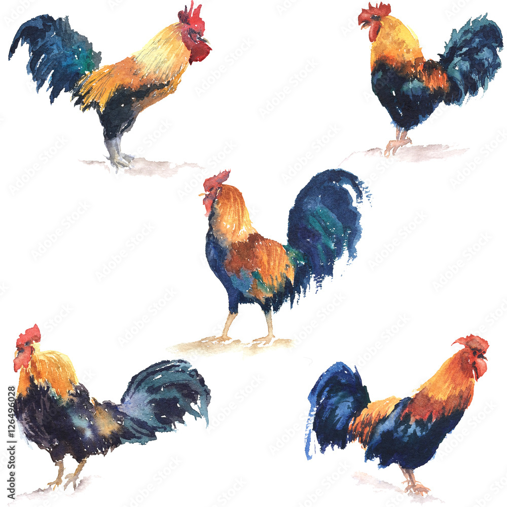 Watercolor roosters several species Stock Illustration | Adobe Stock
