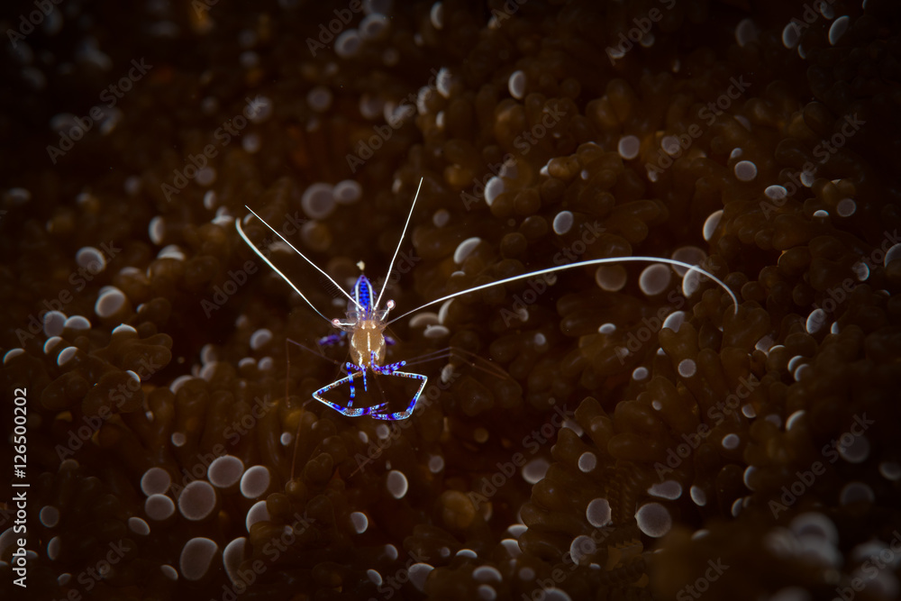 Pedersen Cleaner Shrimp (Periclimenes pedersoni) lounges on the corals ...