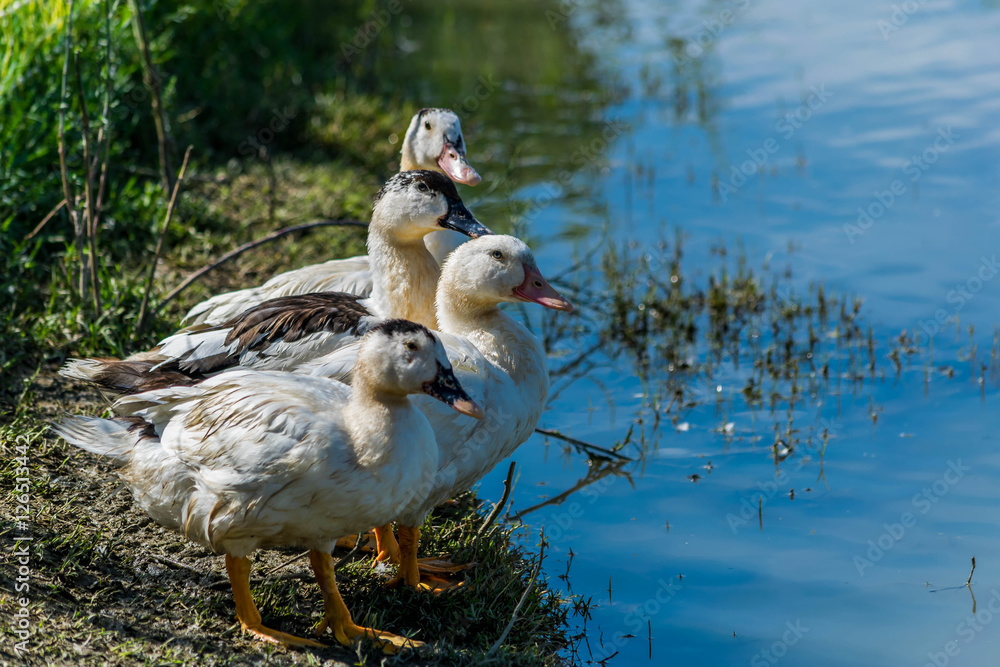 Canards mulard Photos | Adobe Stock