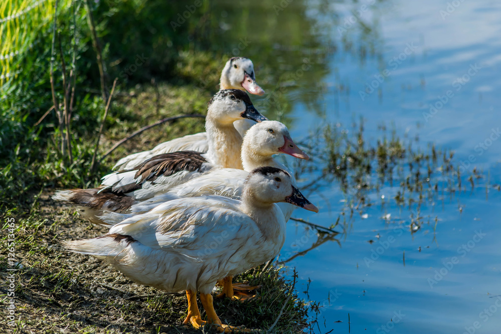 Canards mulard foto de Stock | Adobe Stock