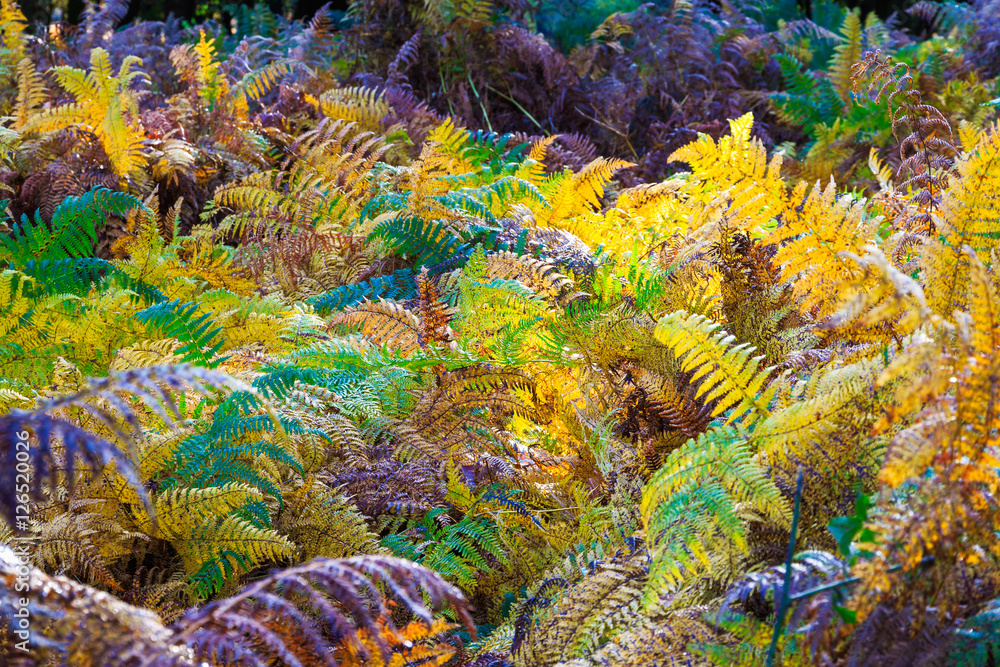 Fern leaves in different colours in Richmond Park, London Stock-Foto ...