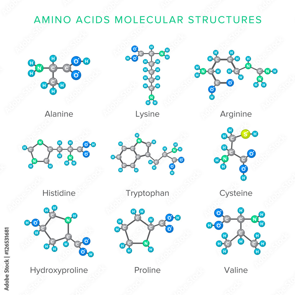 Vector Molecular Structures Of Amino Acids Isolated On White Set Stock