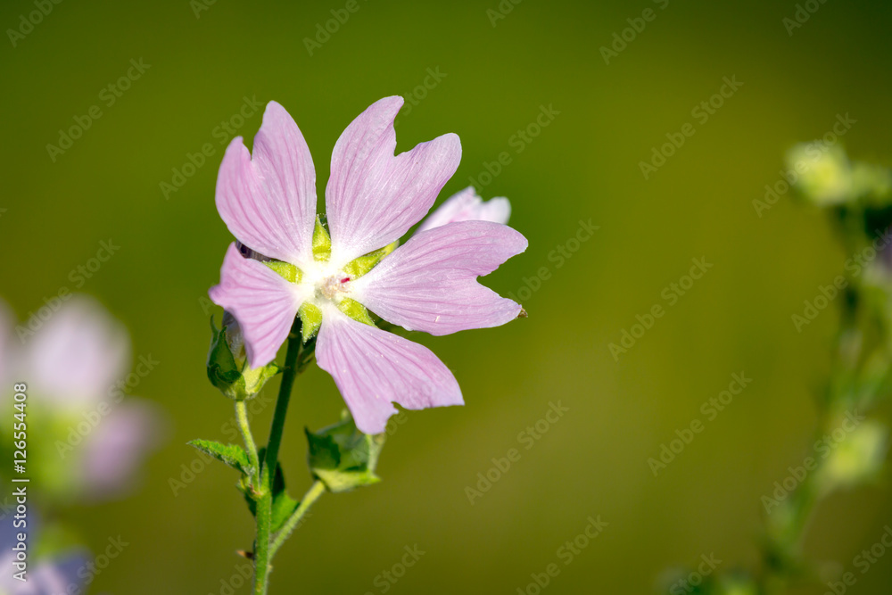 wild mallow flower Stock Photo | Adobe Stock