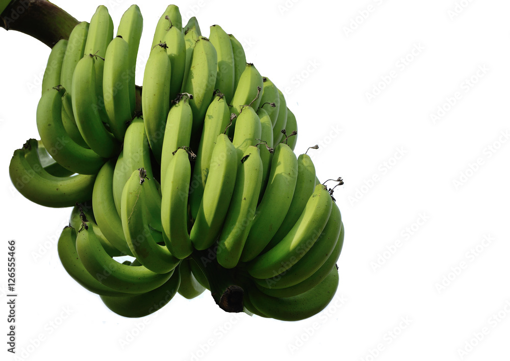 Banana bunch on tree isolated on white background.Bunch of bananas ...