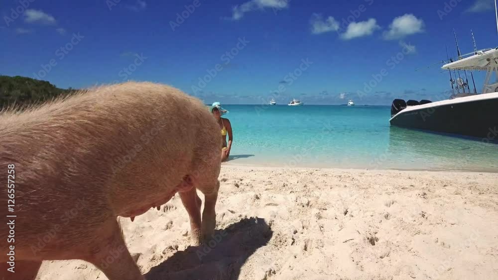 Wild, swimming pig contact with tourists on Big Majors Cay in Bahamas ...