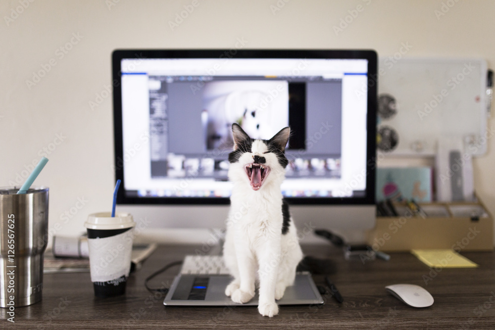 Cat yawning in front of computer Stock Photo | Adobe Stock