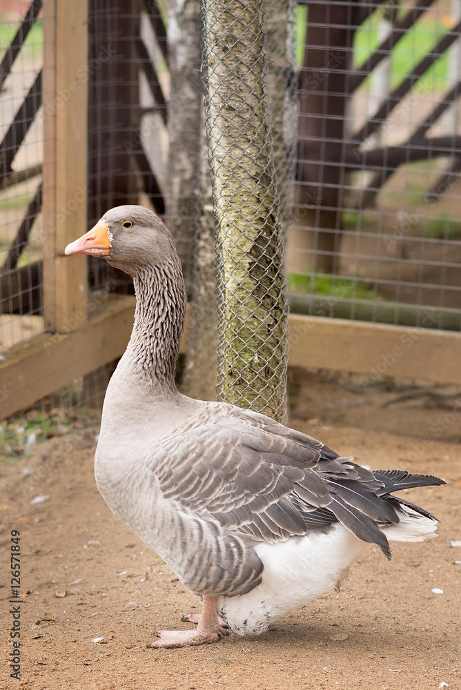 Grey goose, domestic bird. Nature Stock Photo | Adobe Stock