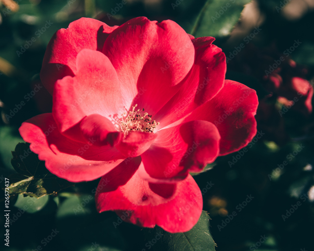Shadowed Rose Stock Photo | Adobe Stock