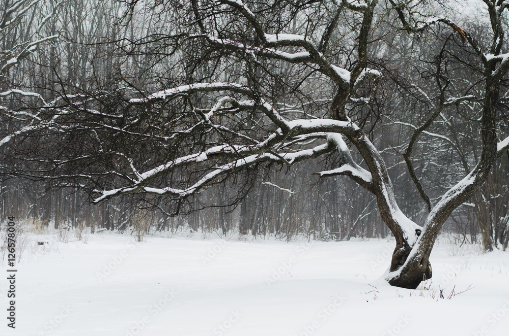 Crumpled and bended tree with thin twigs under snow on a winter day ...
