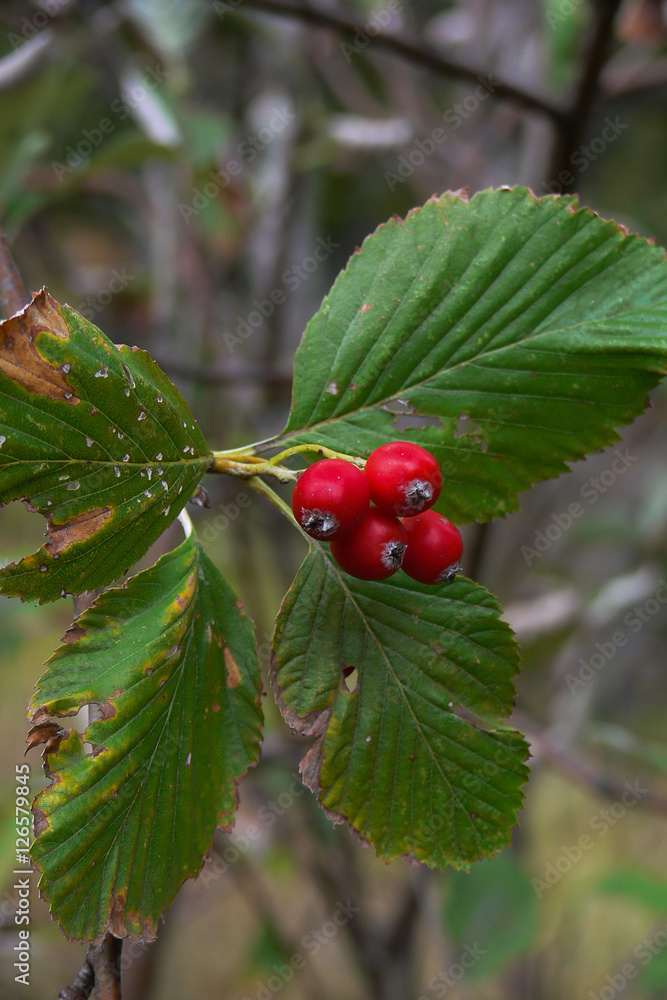 sorbo montano (Sorbus aria) ramo con frutti rossi Stock Photo | Adobe Stock