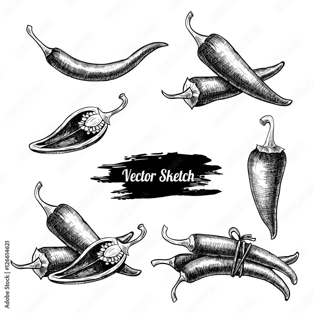 Vector chilli hand drawn sketch. Sketch vector food illustration ...
