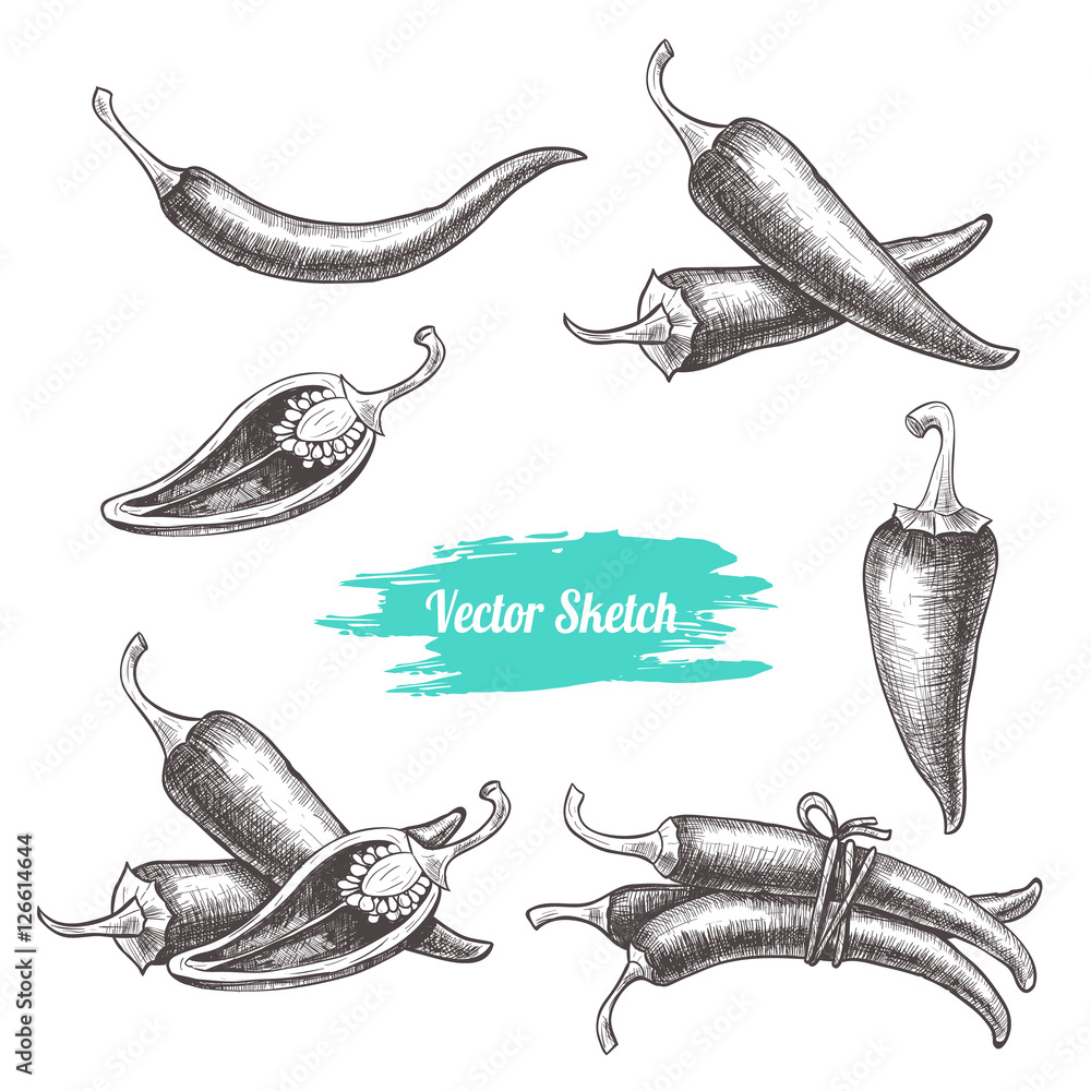 Vector chilli hand drawn sketch. Sketch vector food illustration ...