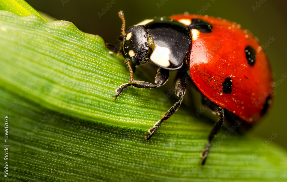 Macro photo of ladybug. Stock Photo | Adobe Stock