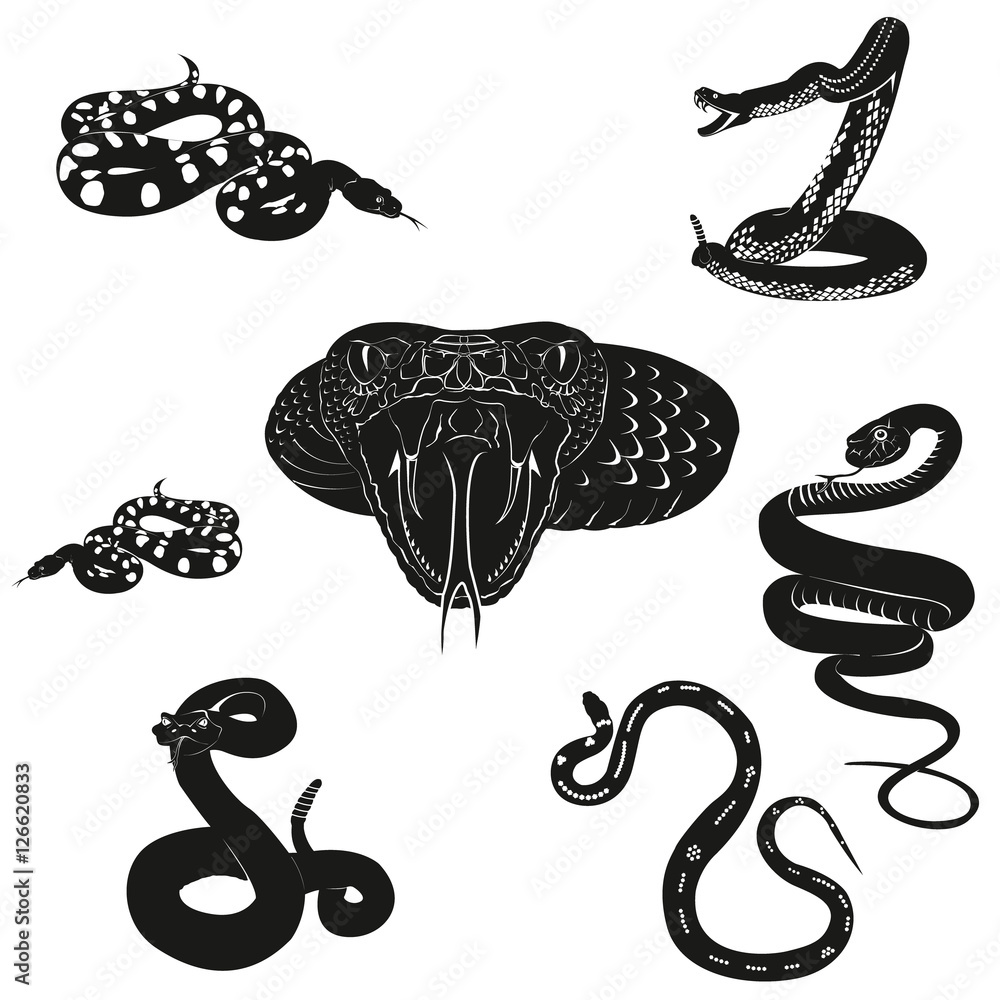 Vector snake Stock Illustration | Adobe Stock