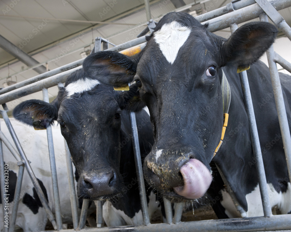 Cows in modern Dutch stable. Cow sticks tongue in nose. Cattle. Farming ...