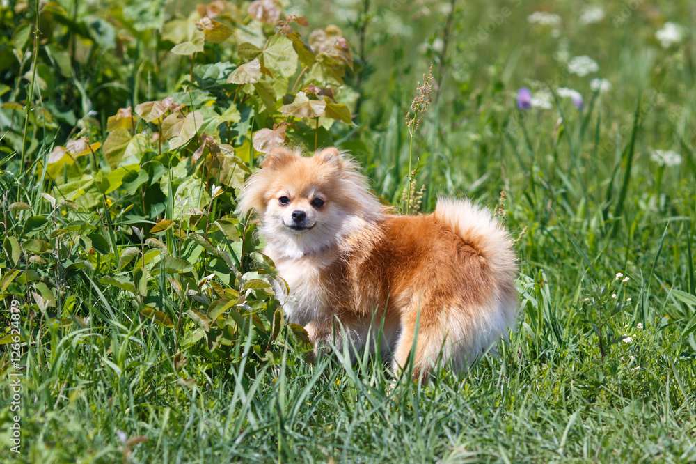 red Small German Spitz in nature walks Stock Photo | Adobe Stock