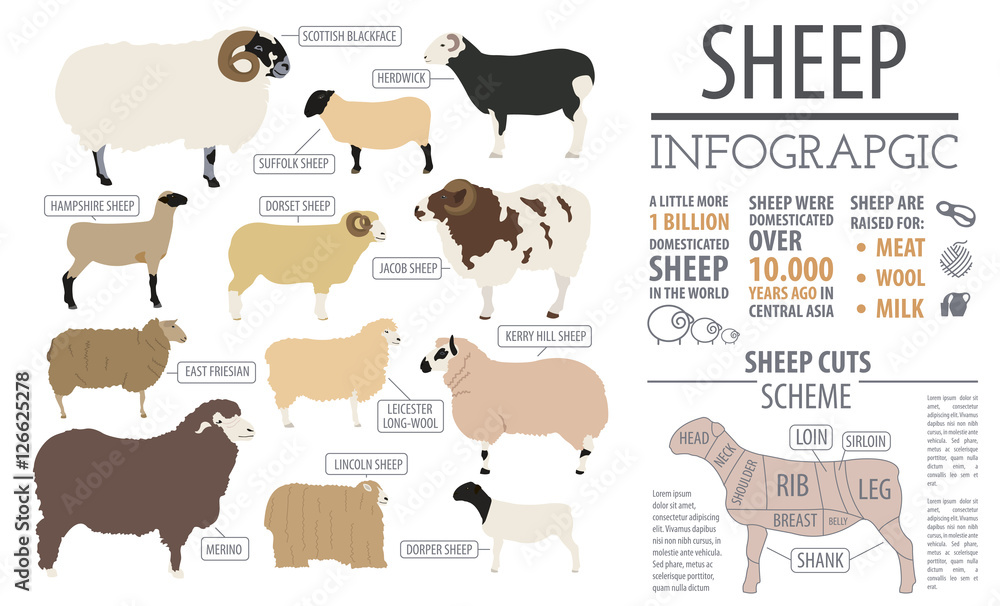 Sheep breed infographic template. Farm animal. Flat design Stock Vector ...