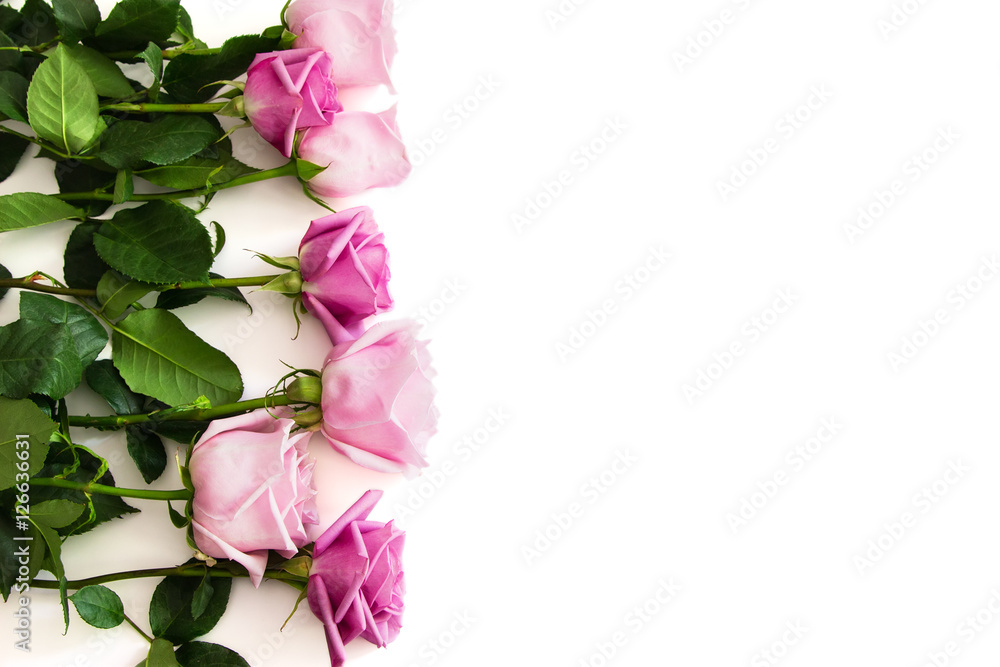 Seven roses on white background Stock-Foto | Adobe Stock