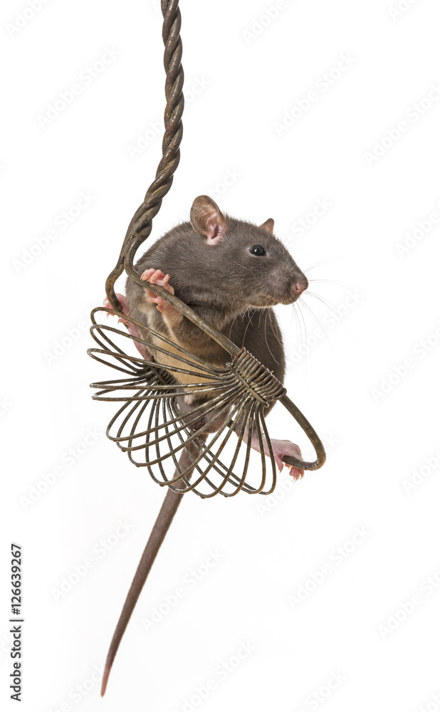 Rattus norvegicus - pet rat Stock Photo | Adobe Stock