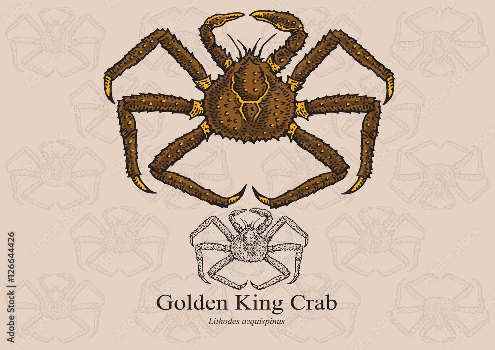 Golden King Crab. Vector illustration for artwork in small sizes ...