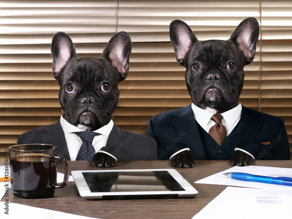 Business dogs in suits at work behind the office table. The concept of ...