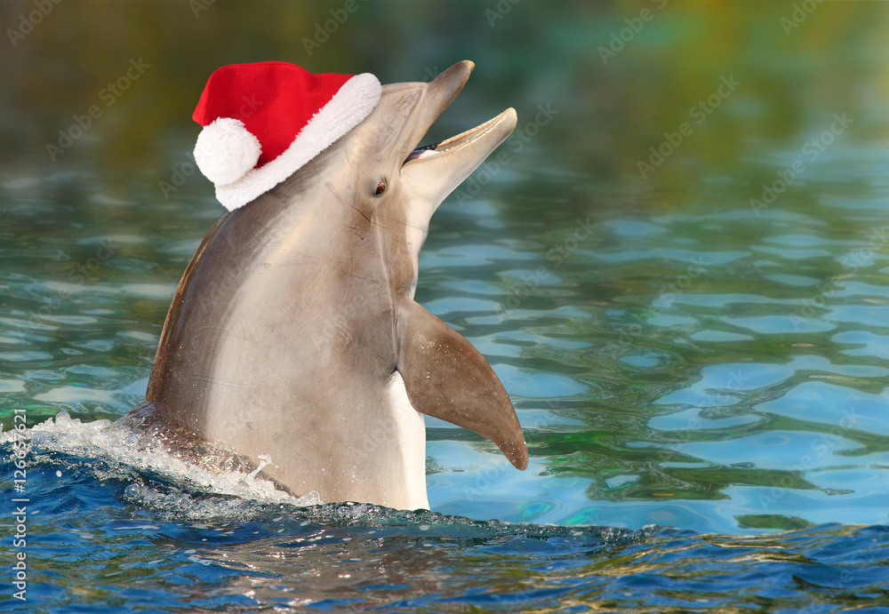 Hawaiian Santa Dolphins