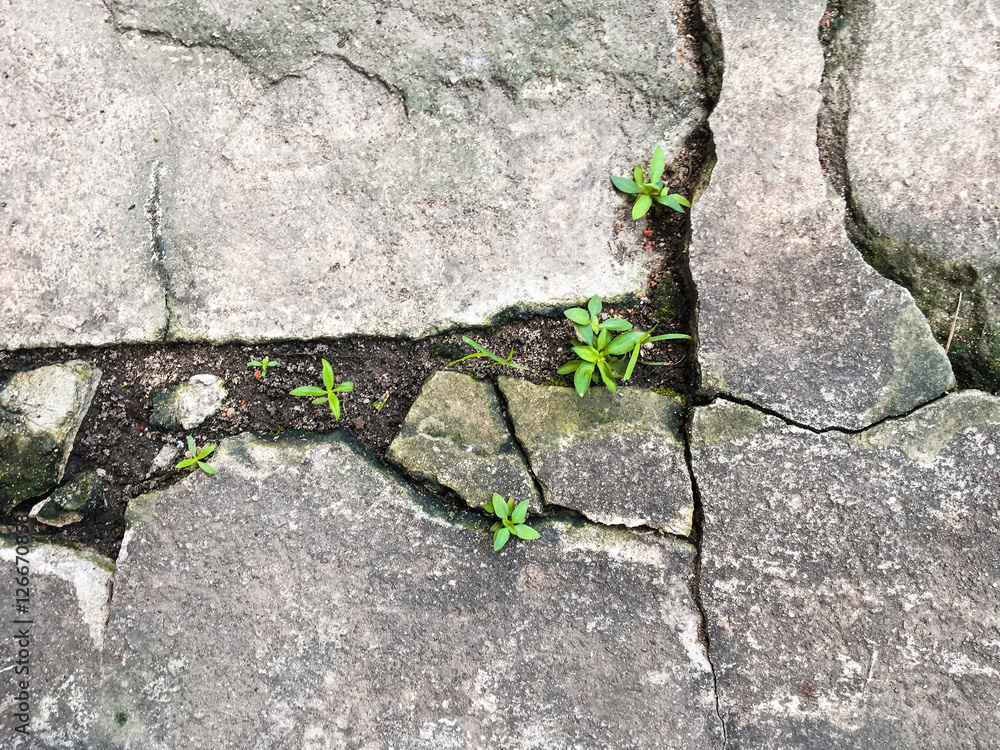 Small tree growing up from a breaking concrete floor 스톡 사진 | Adobe Stock