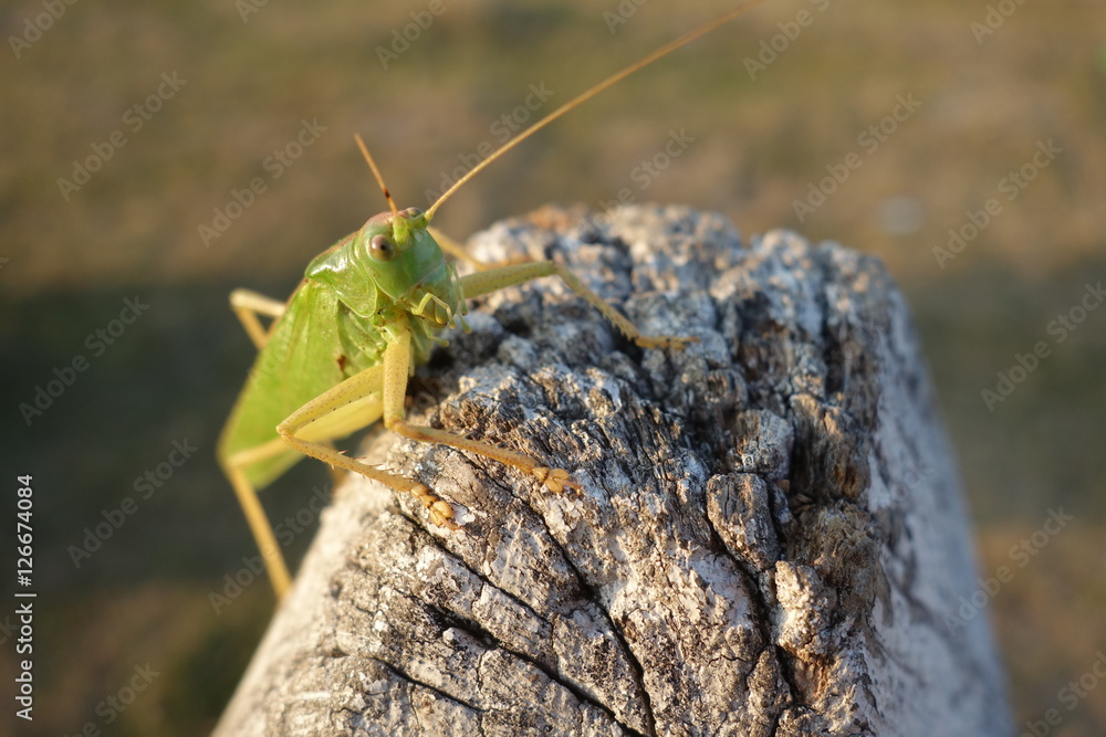 Locust close-up Stock Photo | Adobe Stock